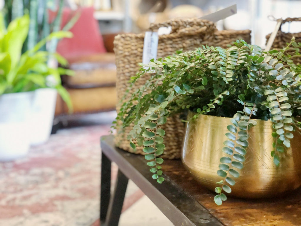 Plant Talk: FERNS – Oliver and Rust